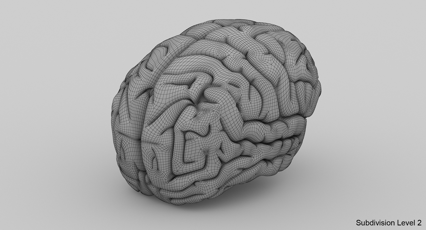 human brain 3ds