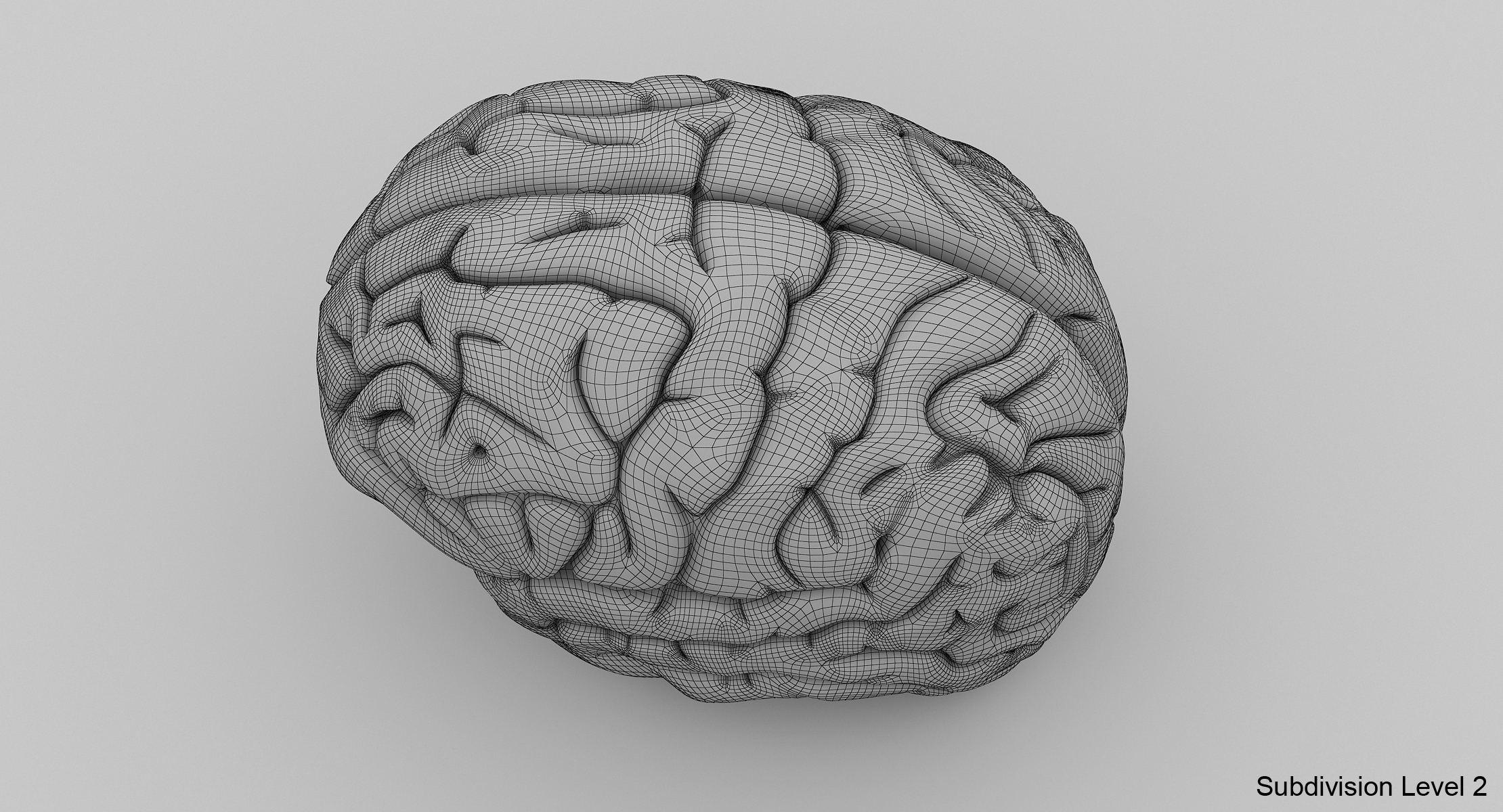 human brain 3ds