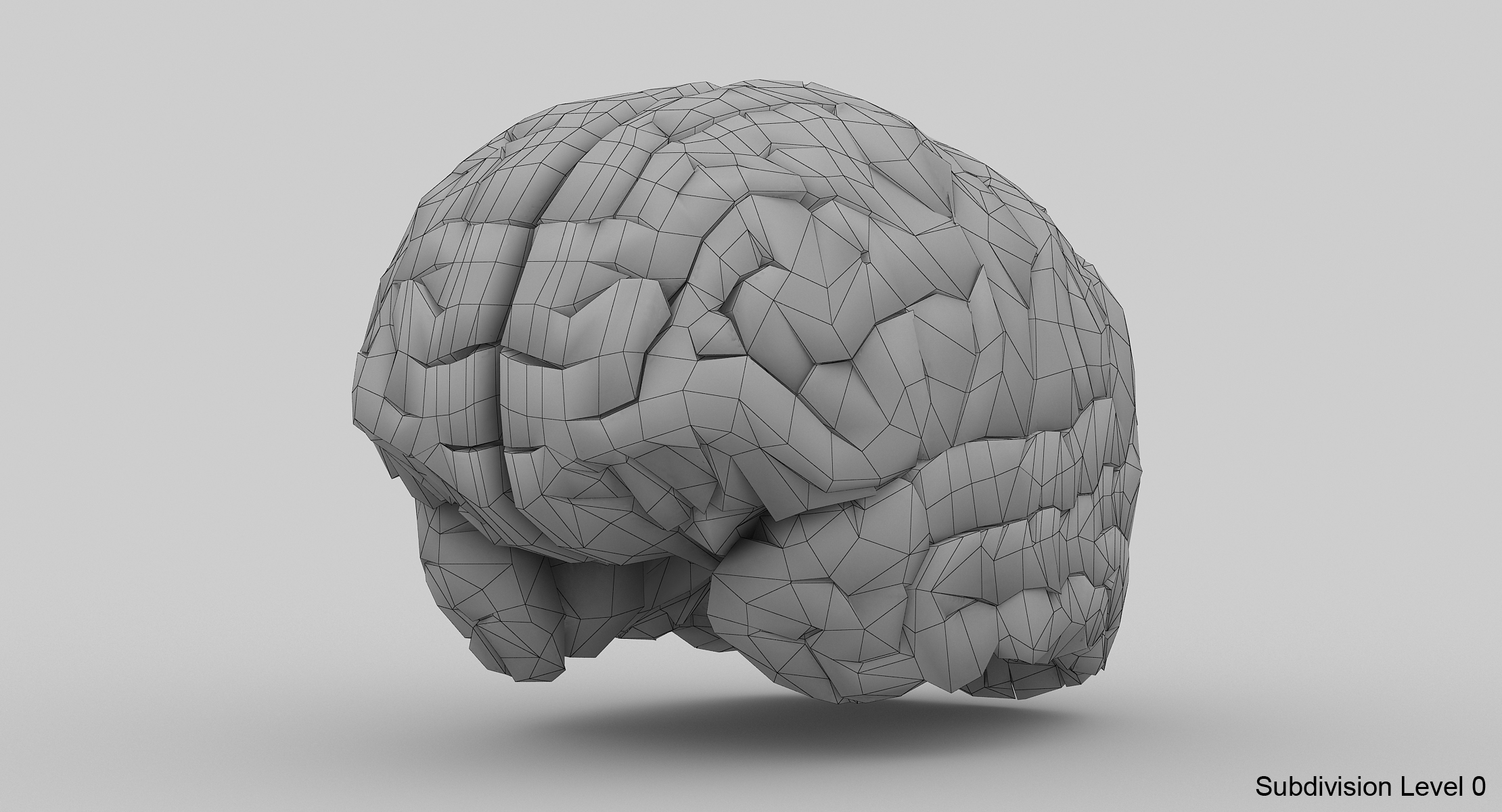 human brain 3ds
