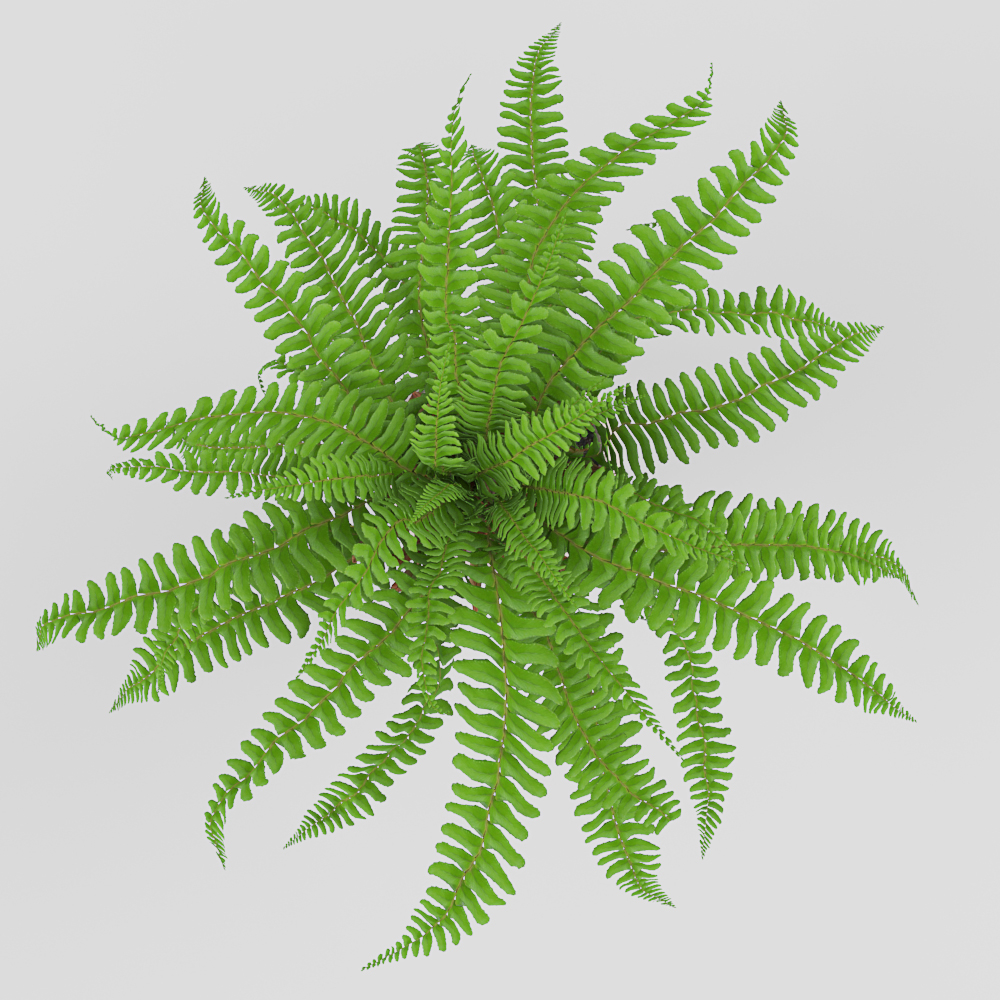 3d fern flower plant