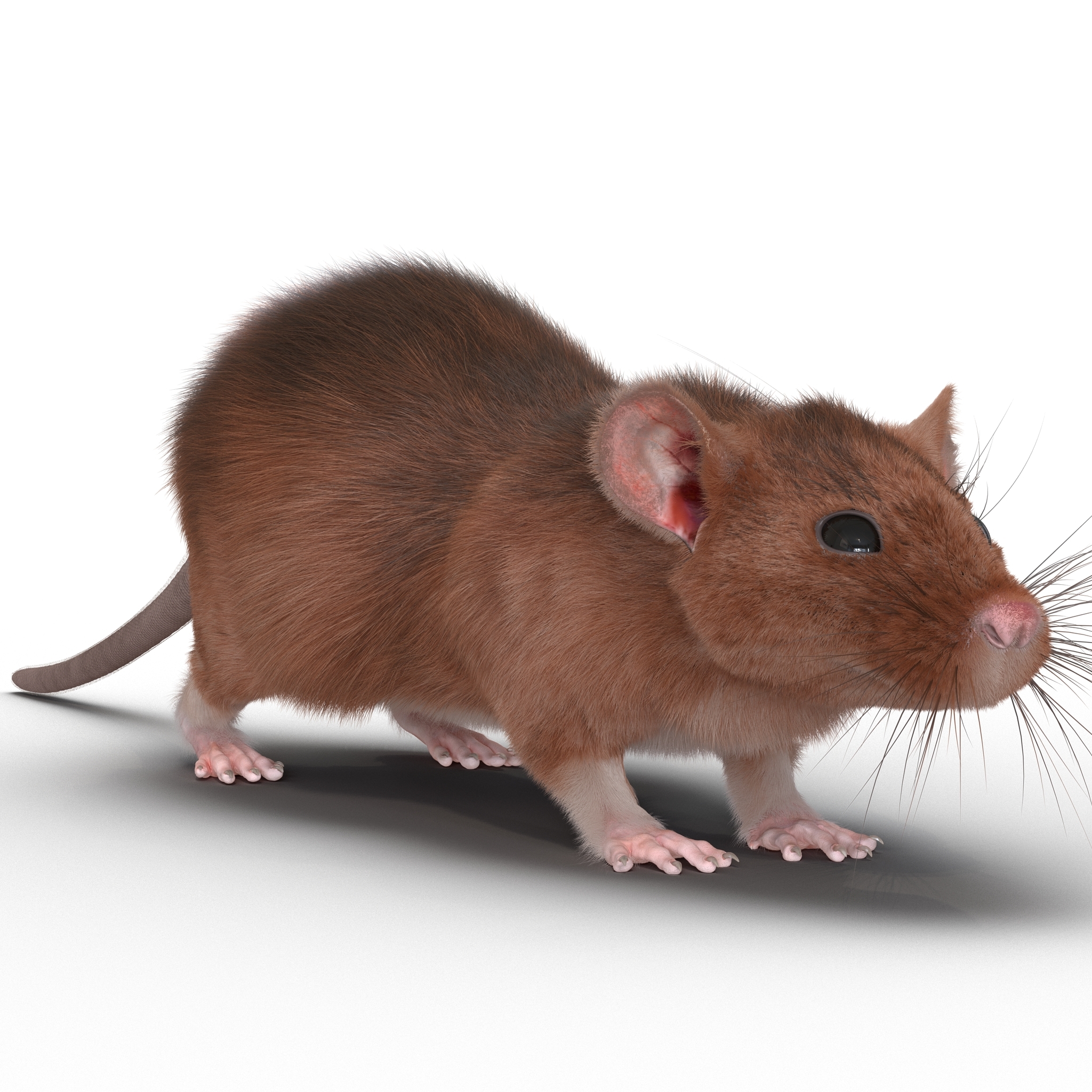 3d rat 2 model