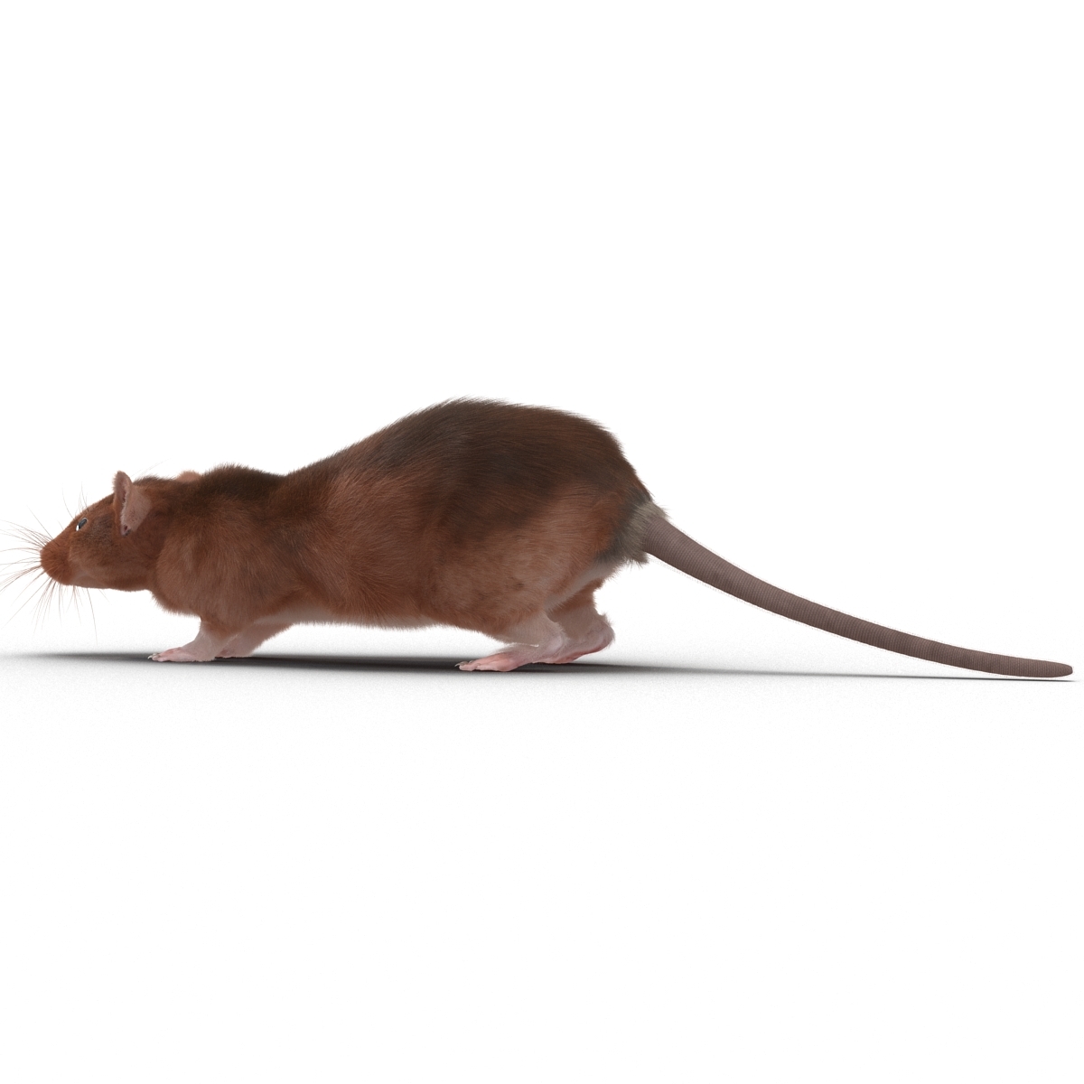3d rat 2 model