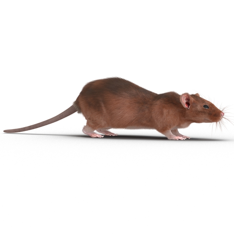 3d rat 2 model