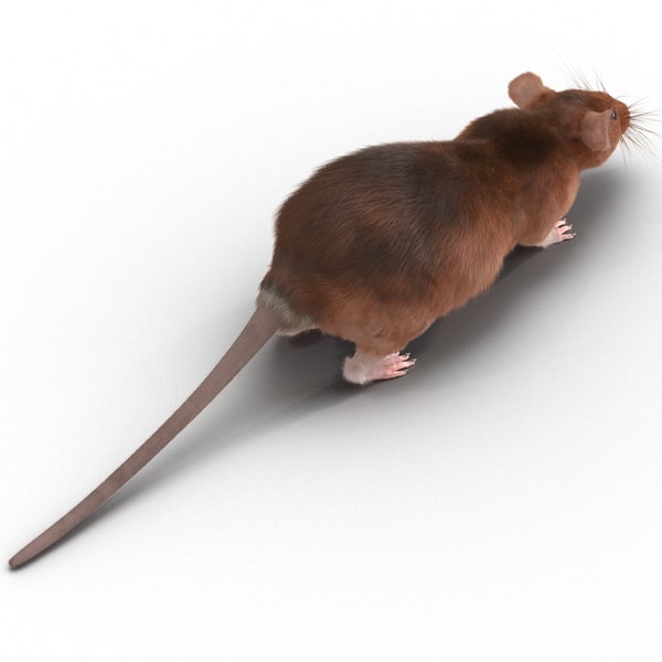 3d rat 2 model