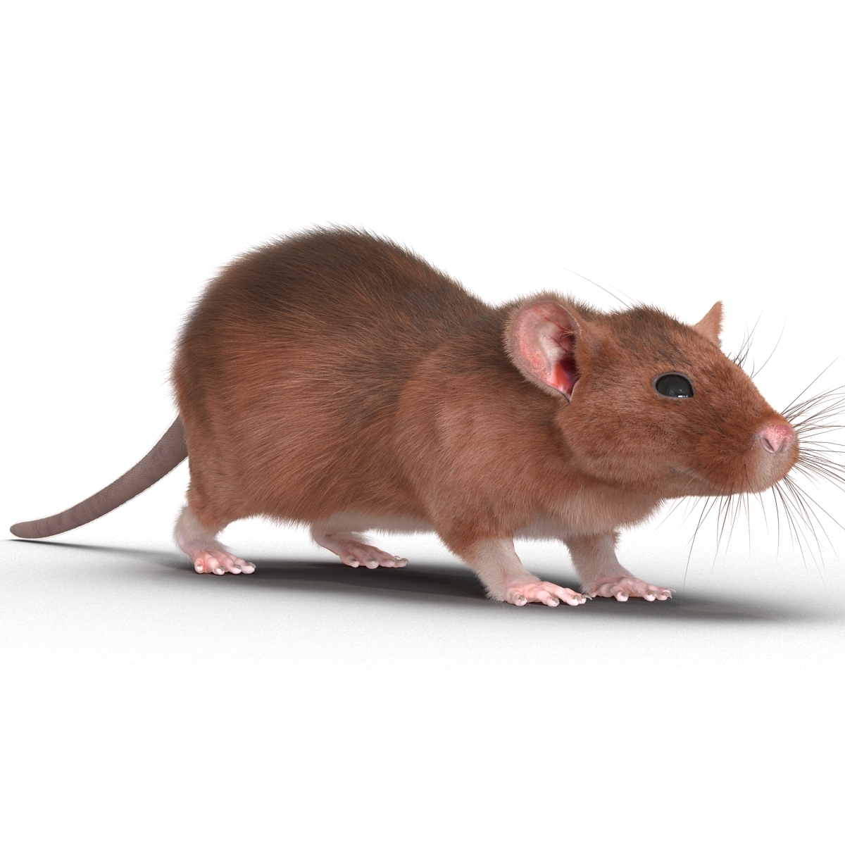 3d rat 2 model