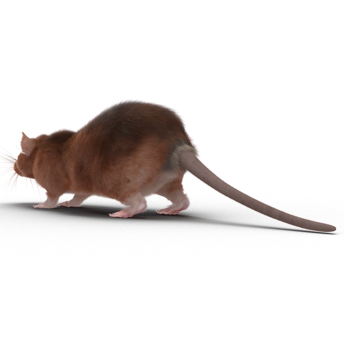3d rat 2 model