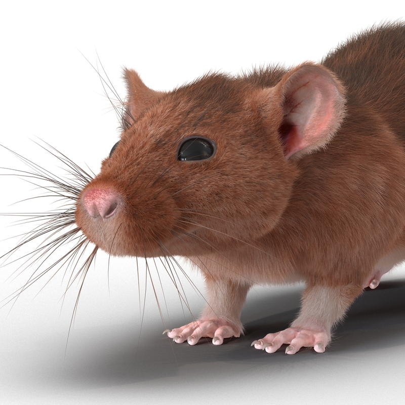 3d rat 2 model