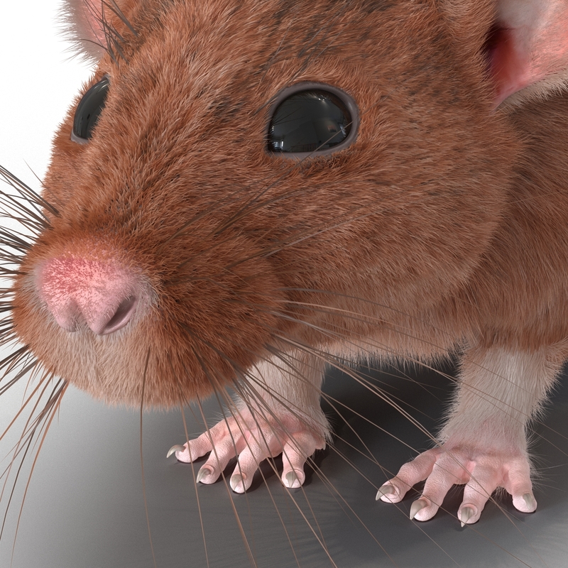3d rat 2 model