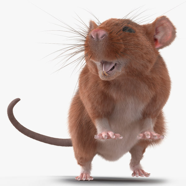 3D Rat Models | TurboSquid