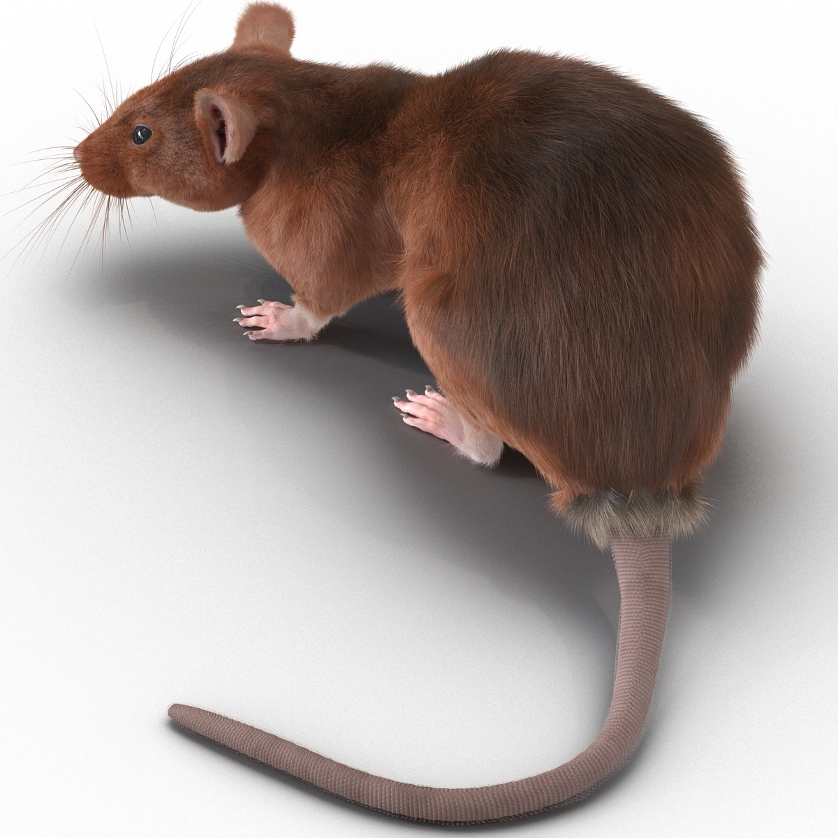 3d model rat 2 pose 5