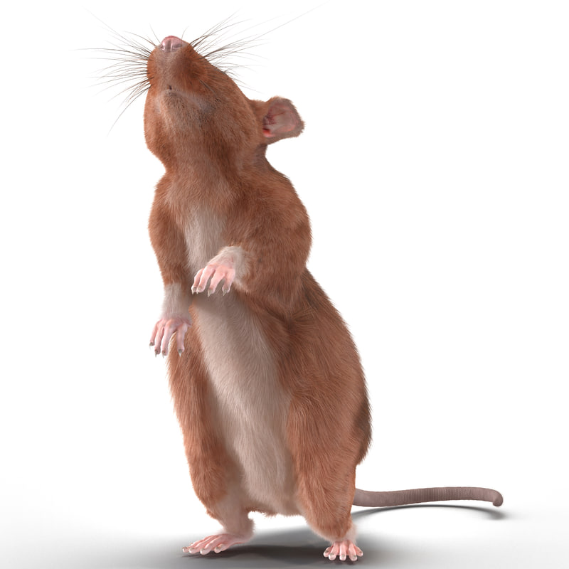 3d rat 2 pose model