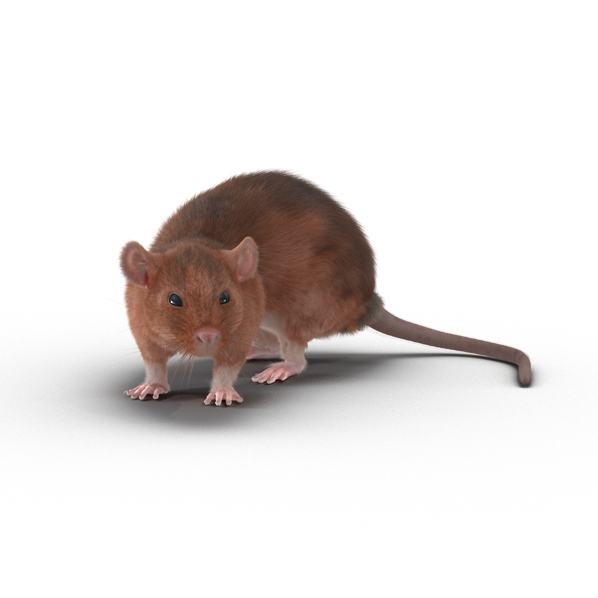 Rato 2 Pose 5 Modelo 3D Modelo 3D - TurboSquid 987896