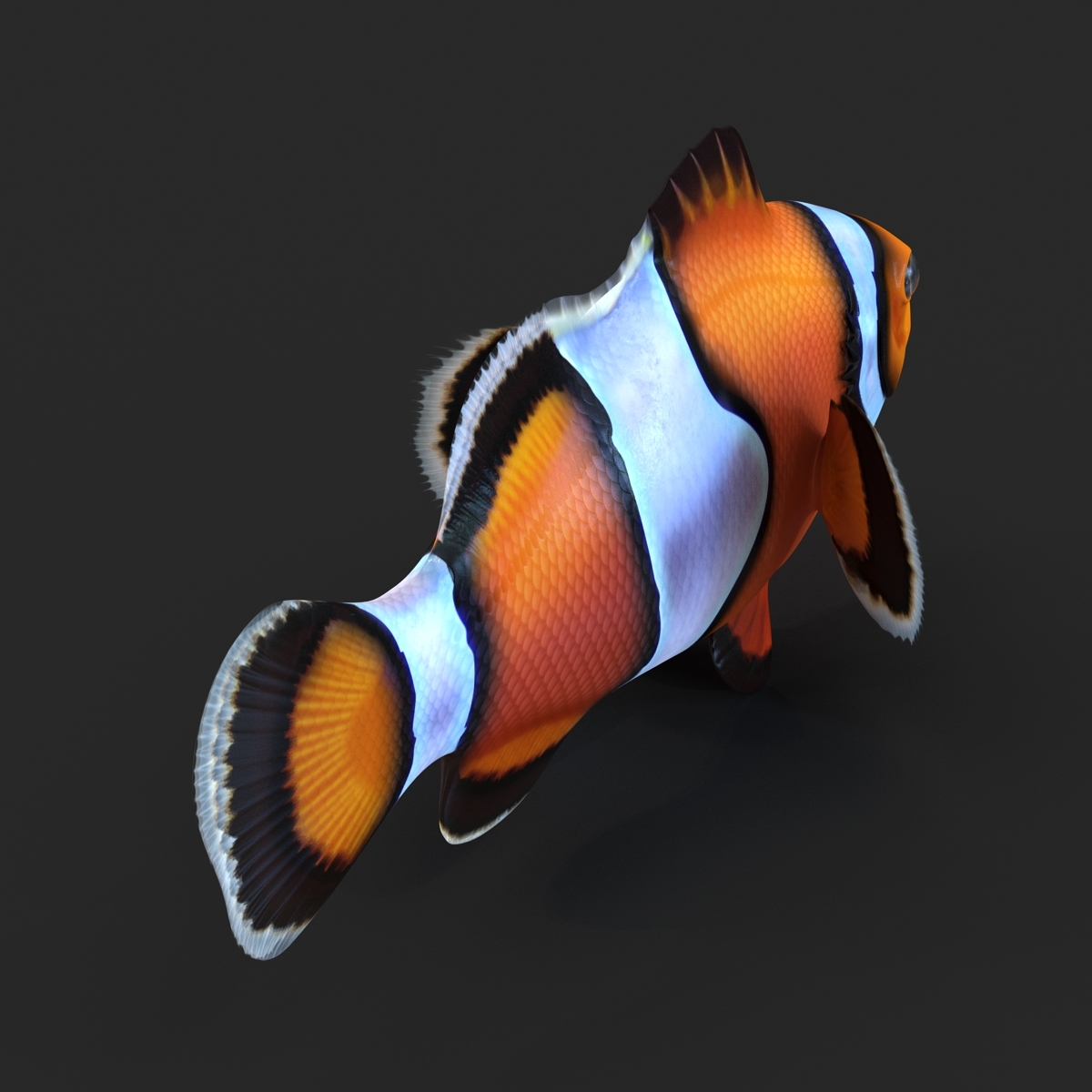 clownfish realistic max