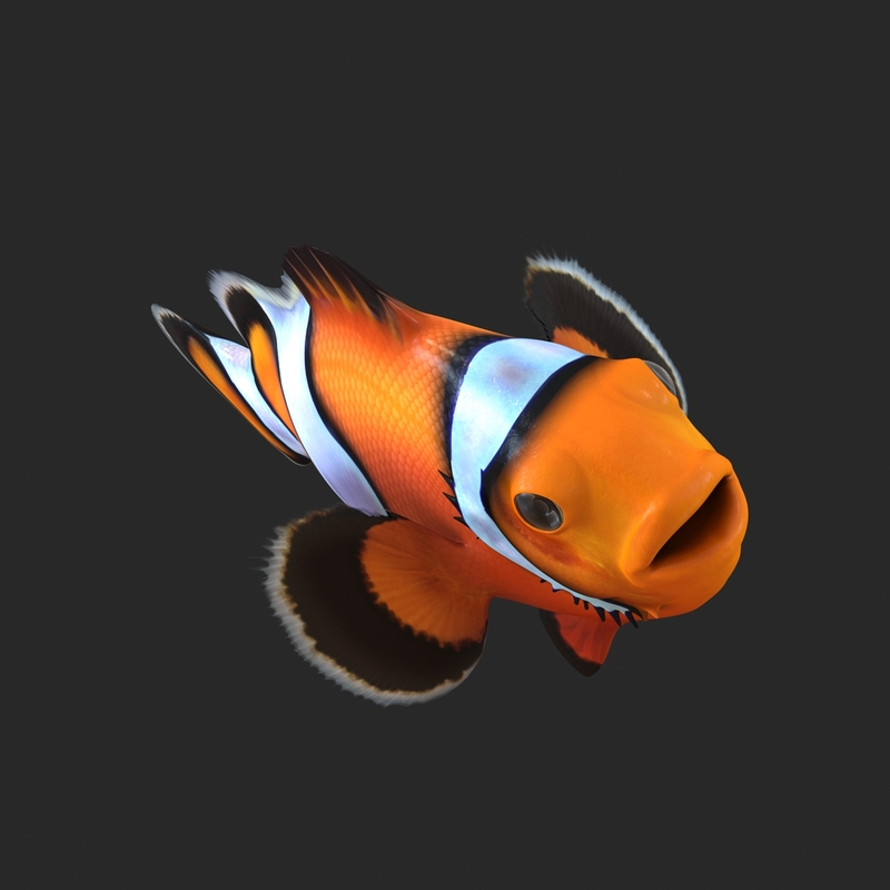 clownfish realistic max