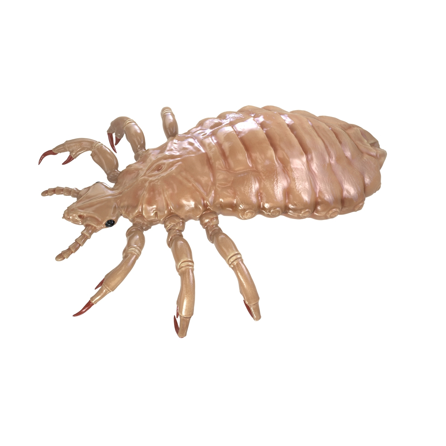 3d model hair louse
