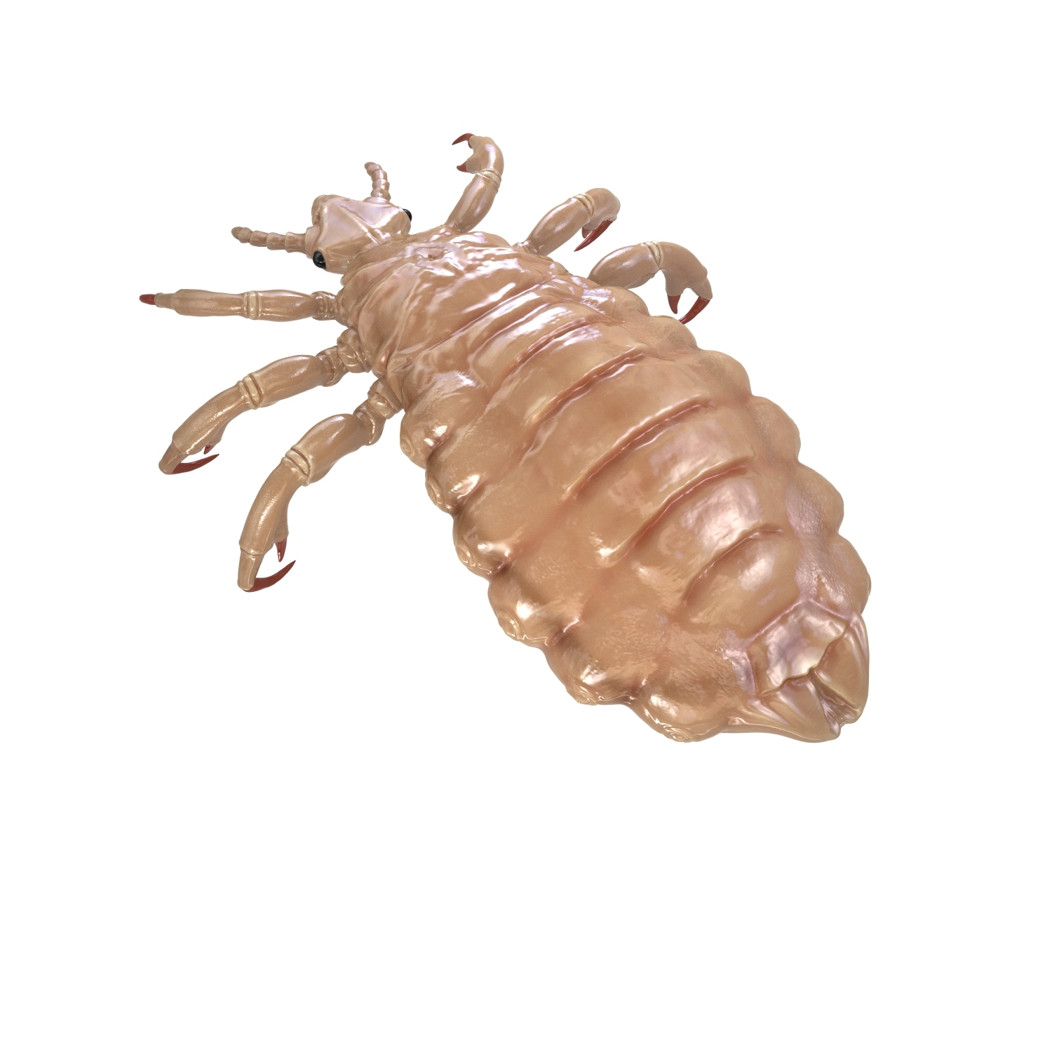 3d model hair louse