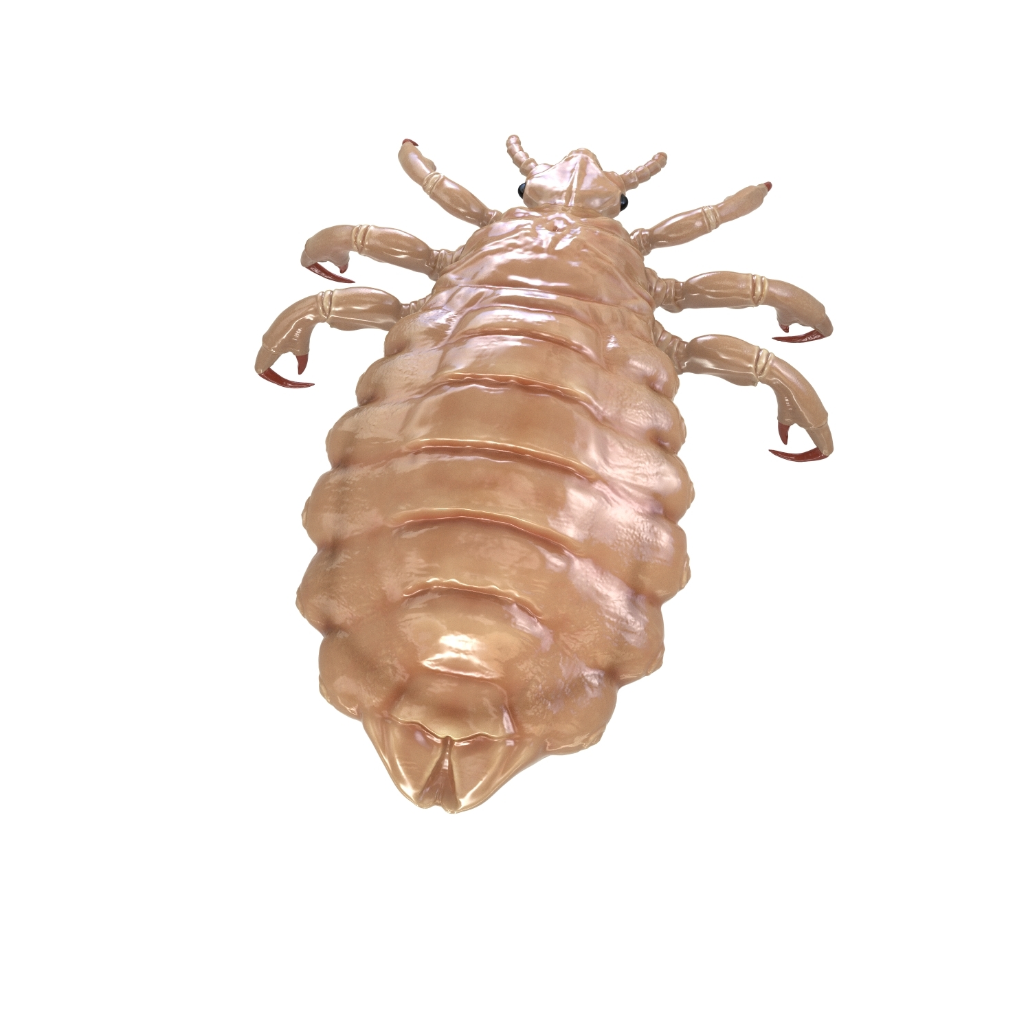 3d model hair louse