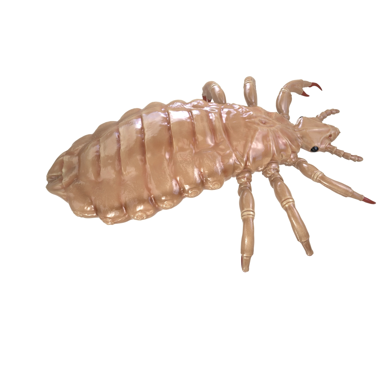 3d model hair louse