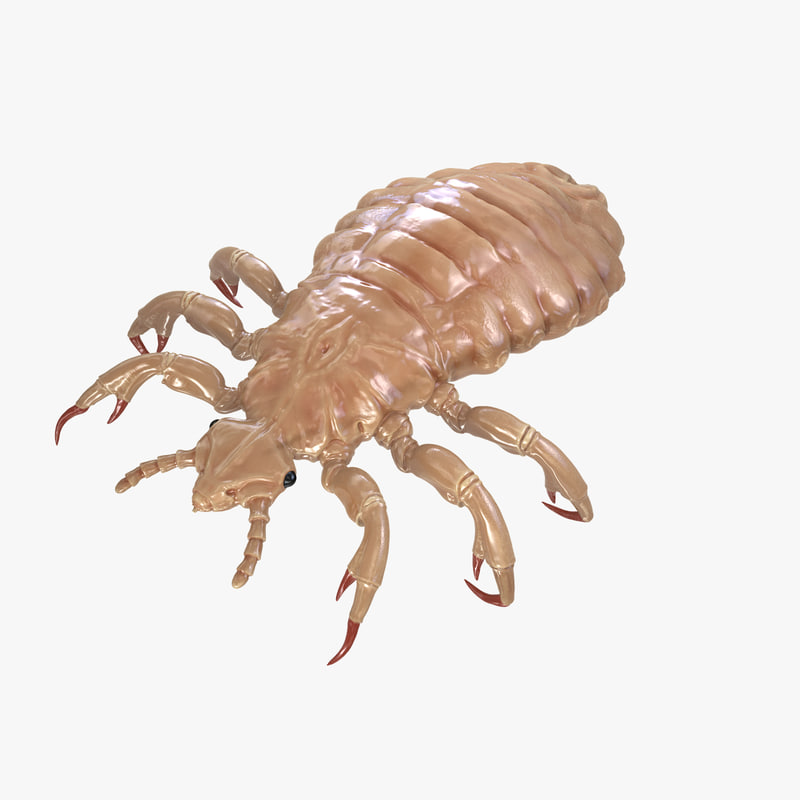 3d model hair louse