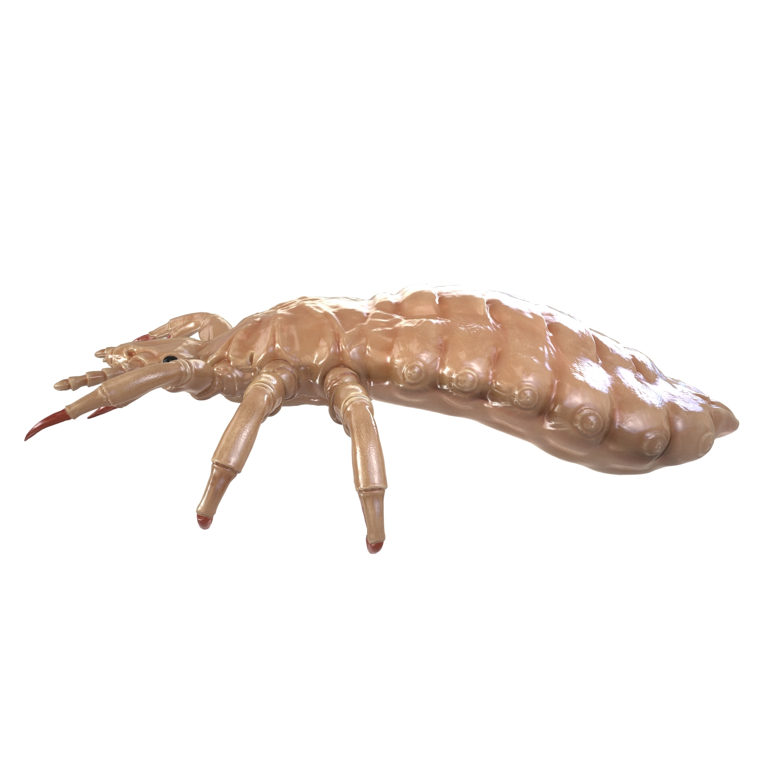 3d model hair louse