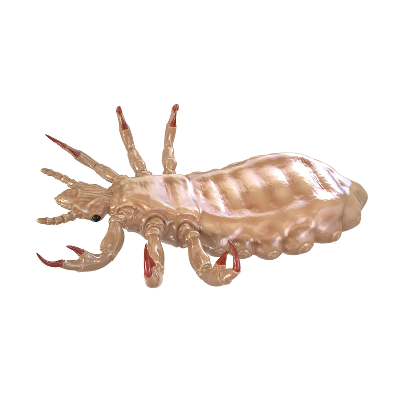 3d model hair louse