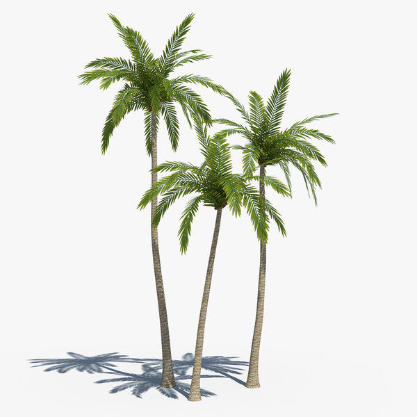 3d bent coconut tree