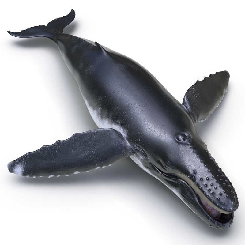 3d model humpback whale pose 4