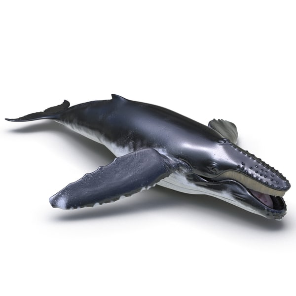 3d model humpback whale pose 4