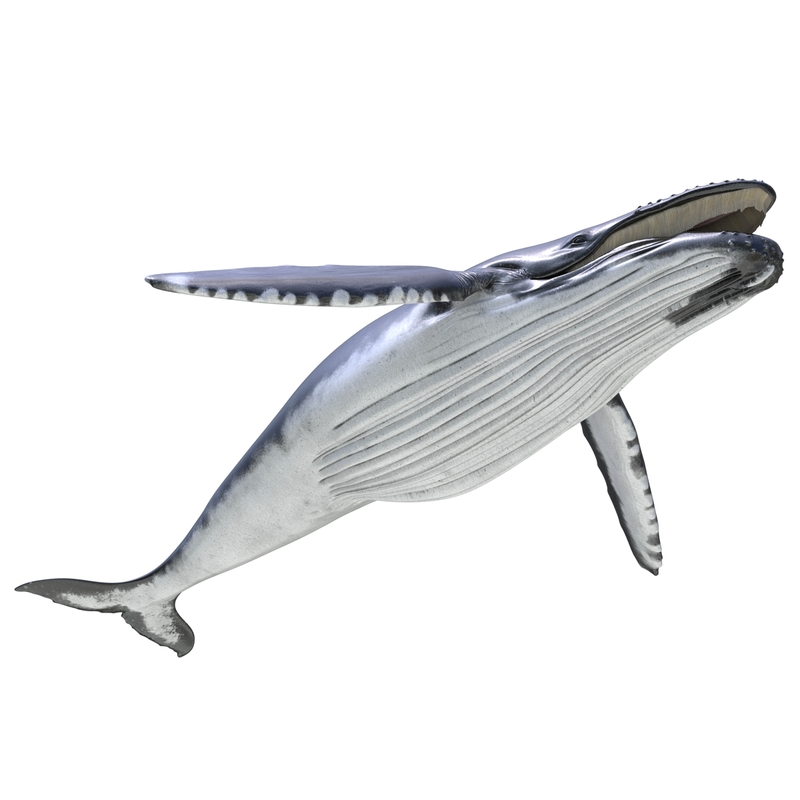 3d model humpback whale pose 4