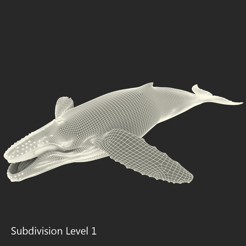 3d model humpback whale pose 4