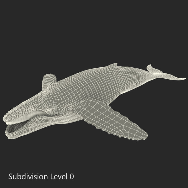 3d model humpback whale pose 4