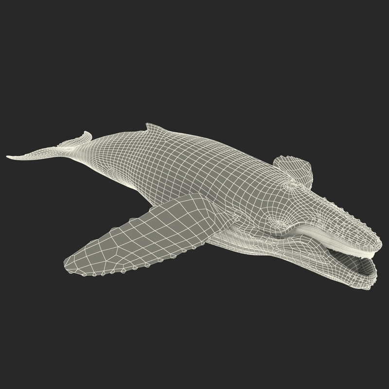 3d model humpback whale pose 4