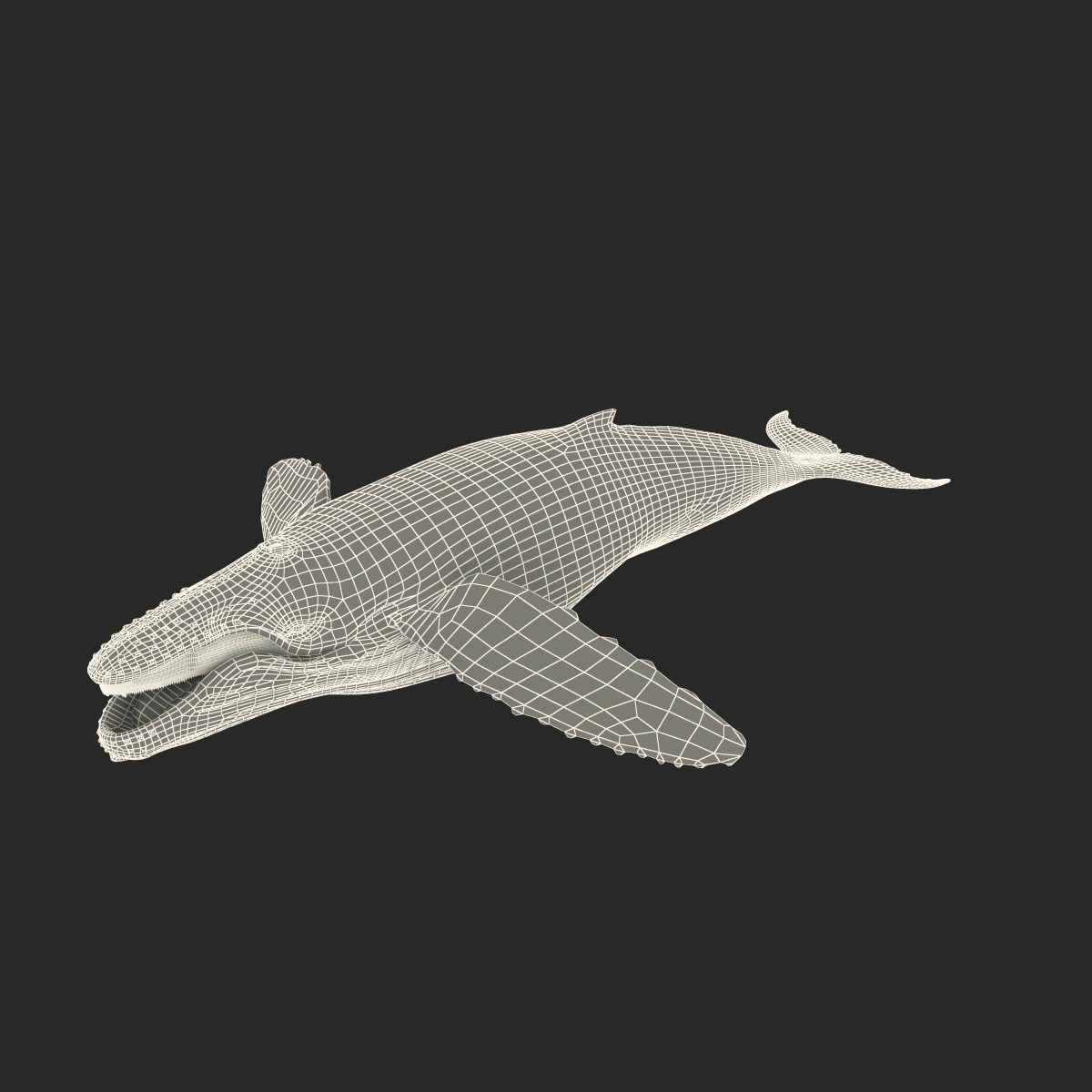 3d model humpback whale pose 4