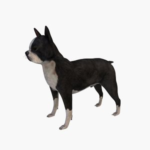 Animated Boston Terrier 3D Models for Download | TurboSquid