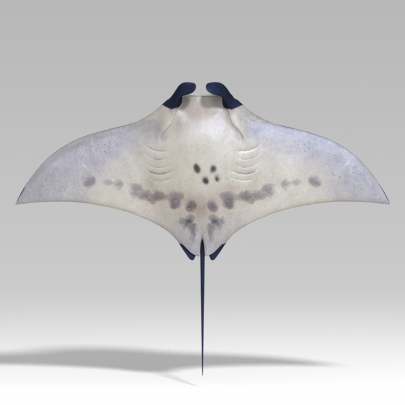 3d rigging manta model