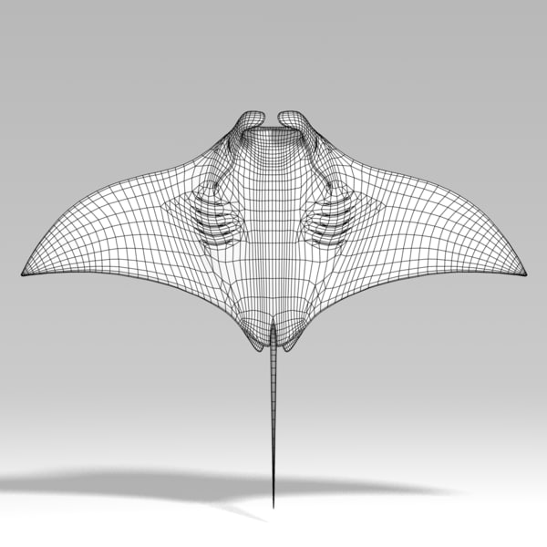 3d rigging manta model