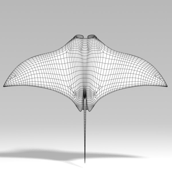 3d rigging manta model