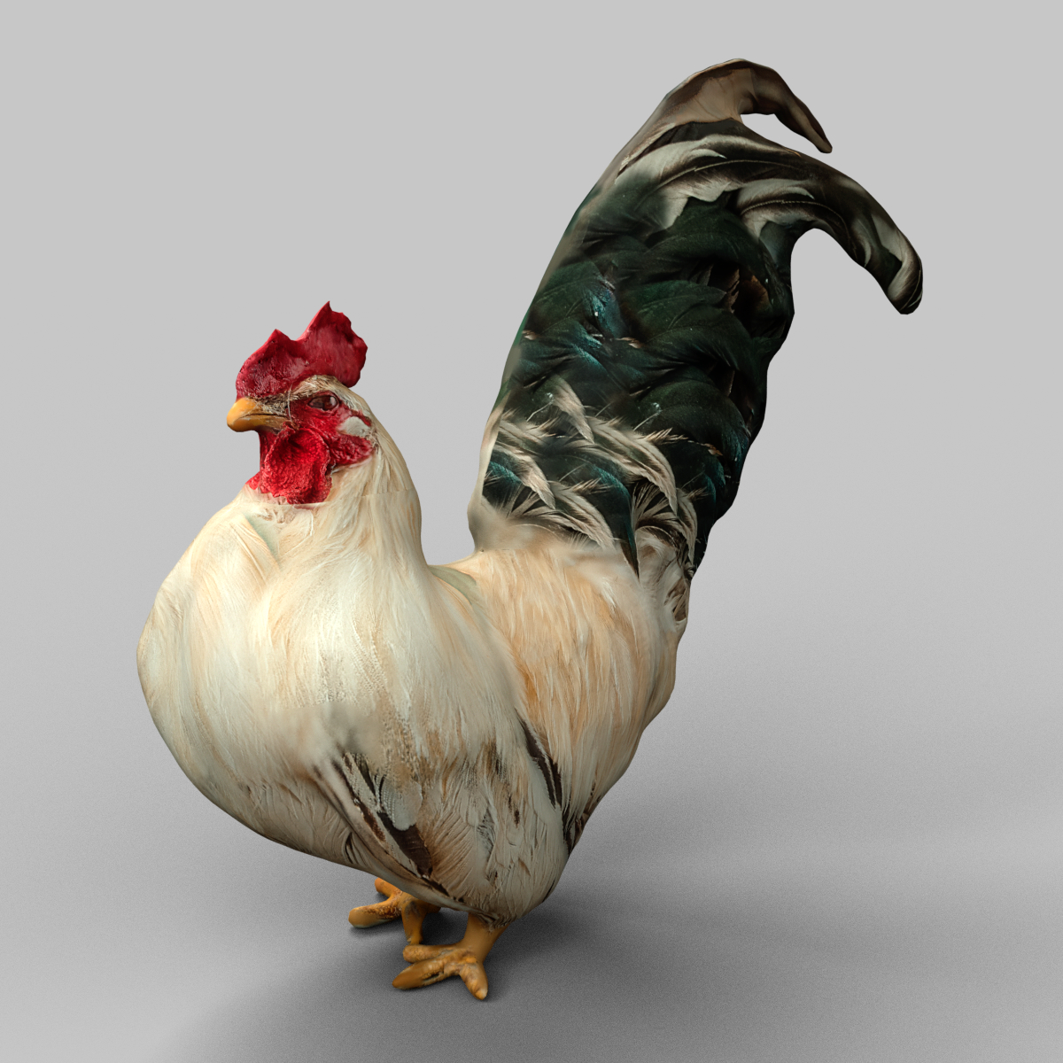 rooster 3d obj