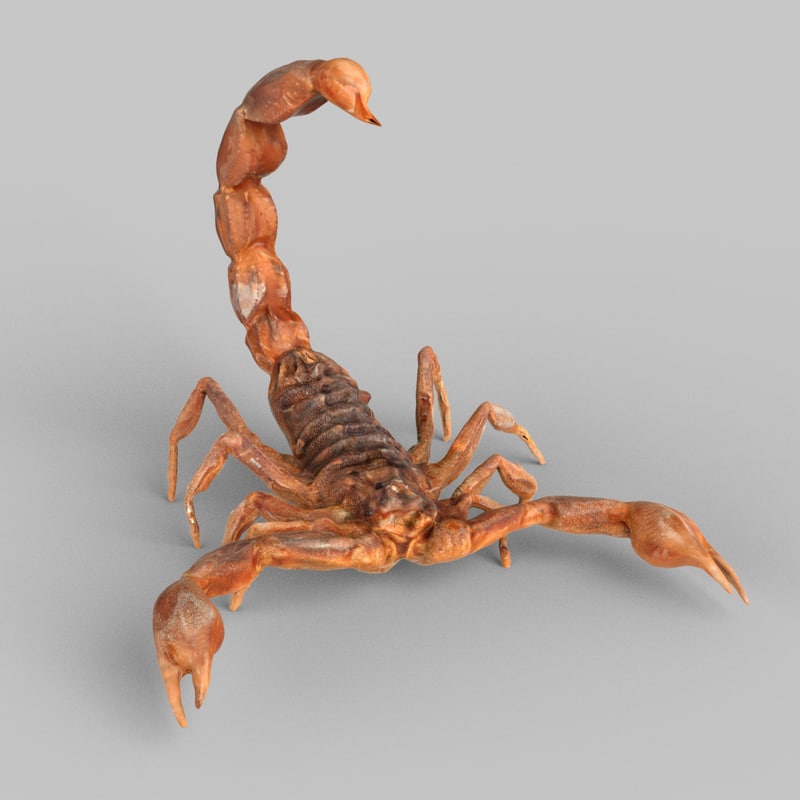 3d model scorpion scanned