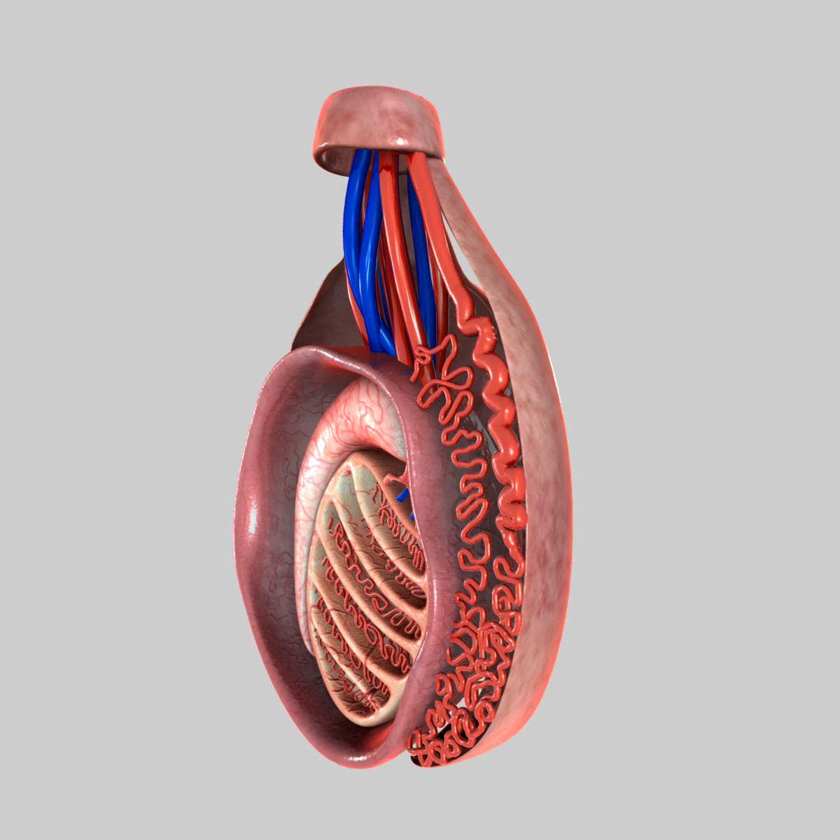 testis 3d model