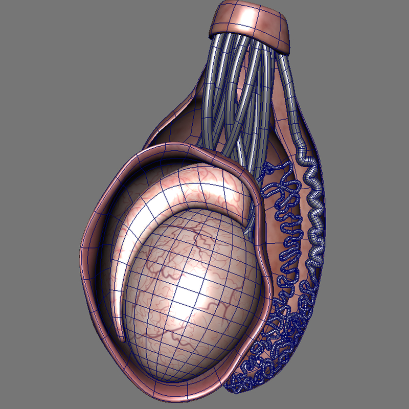 testis 3d model