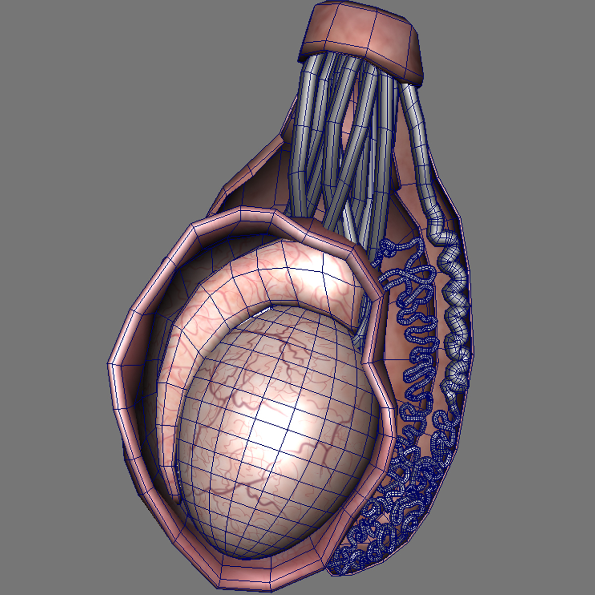 testis 3d model