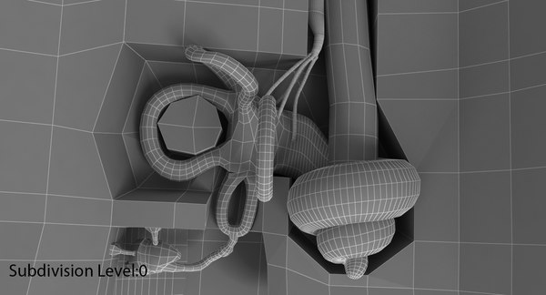 ear anatomy 3d model