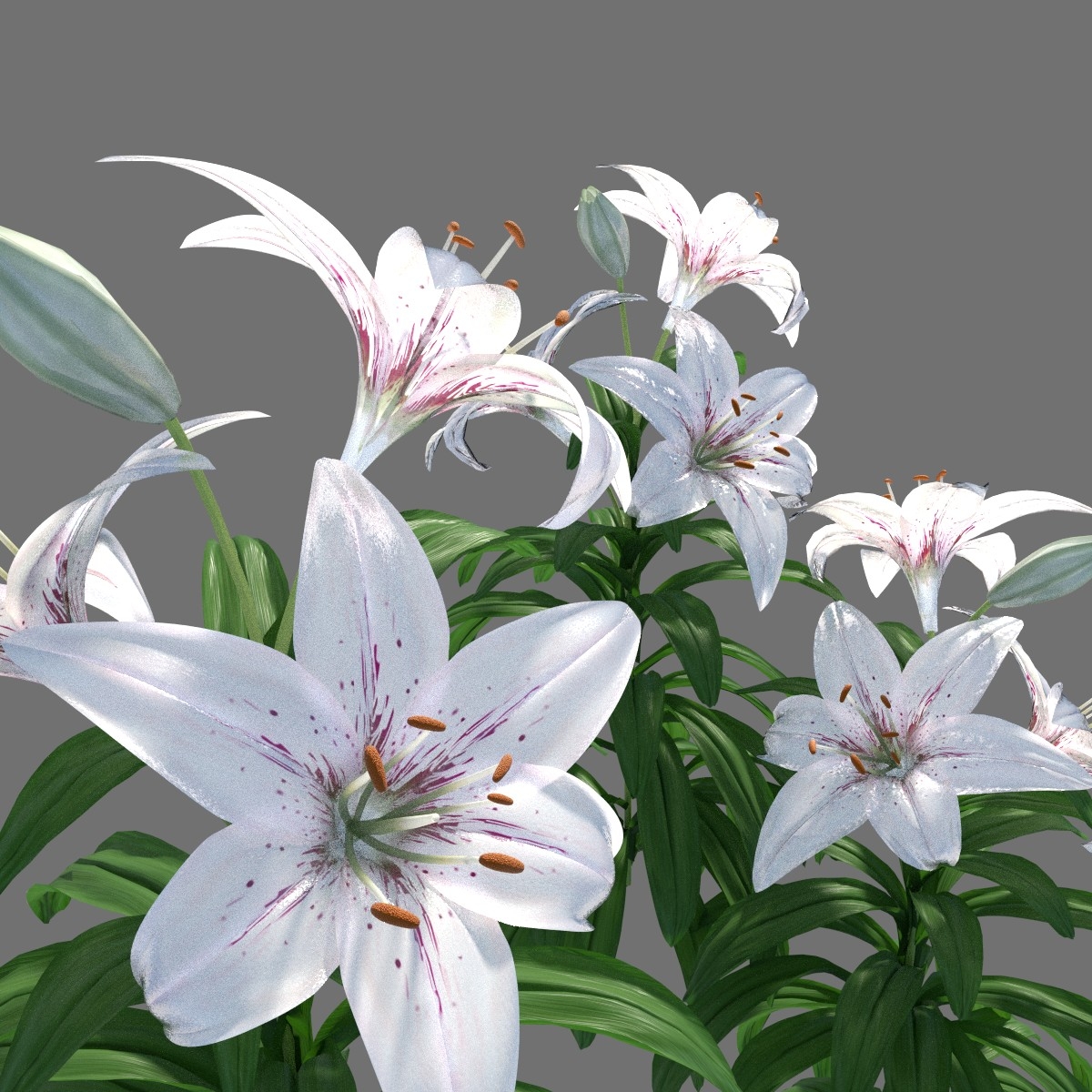 lilies 3d model