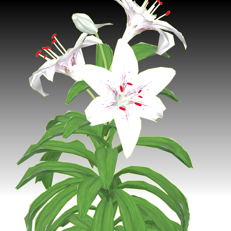lilies 3d model