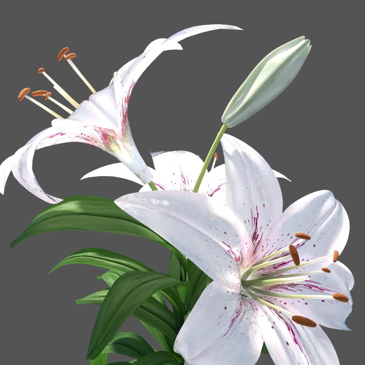 lilies 3d model