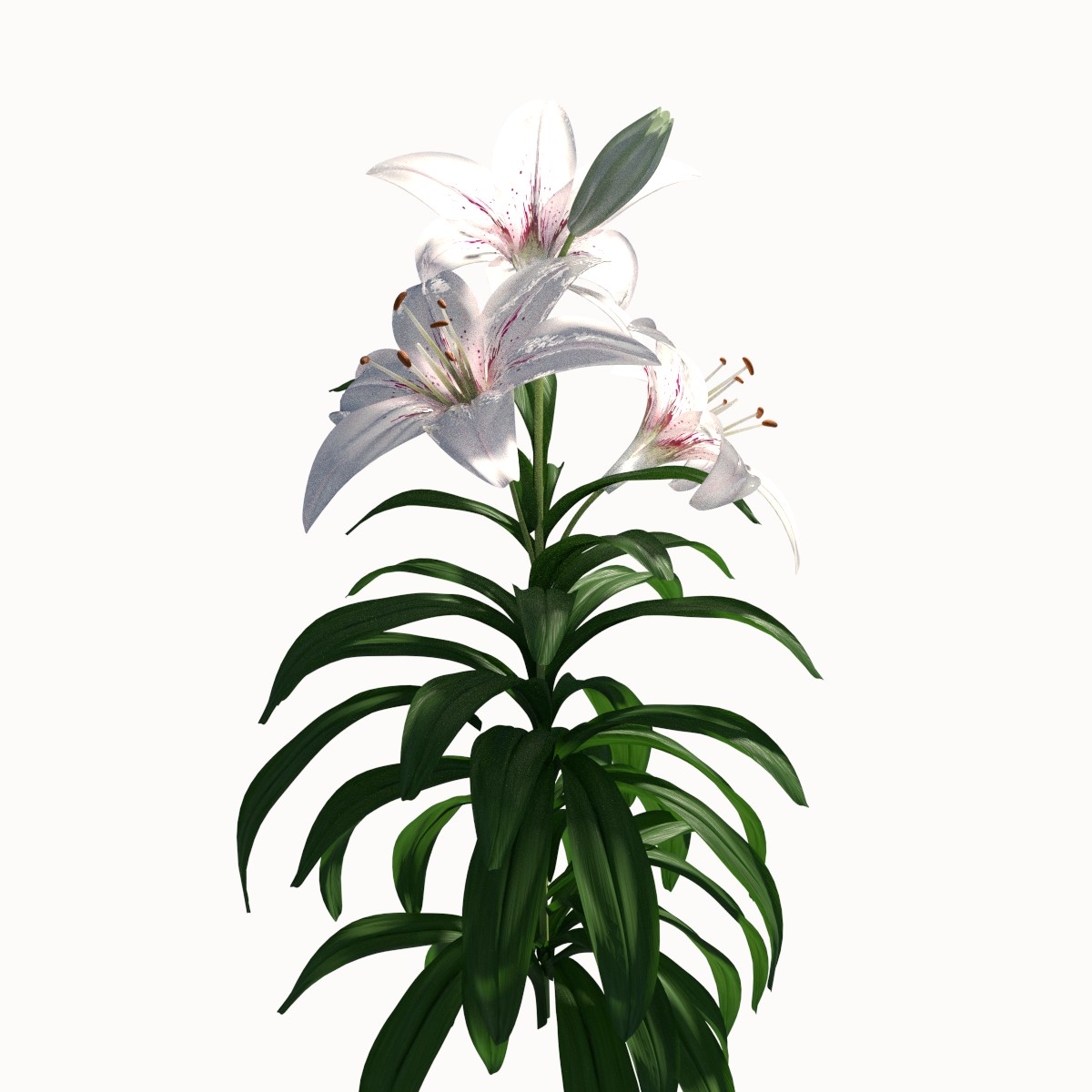 lilies 3d model