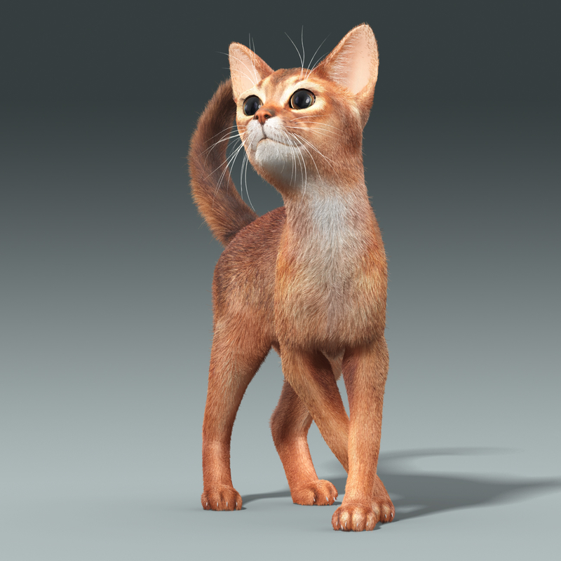 3d model abyssinian cat fur rigged