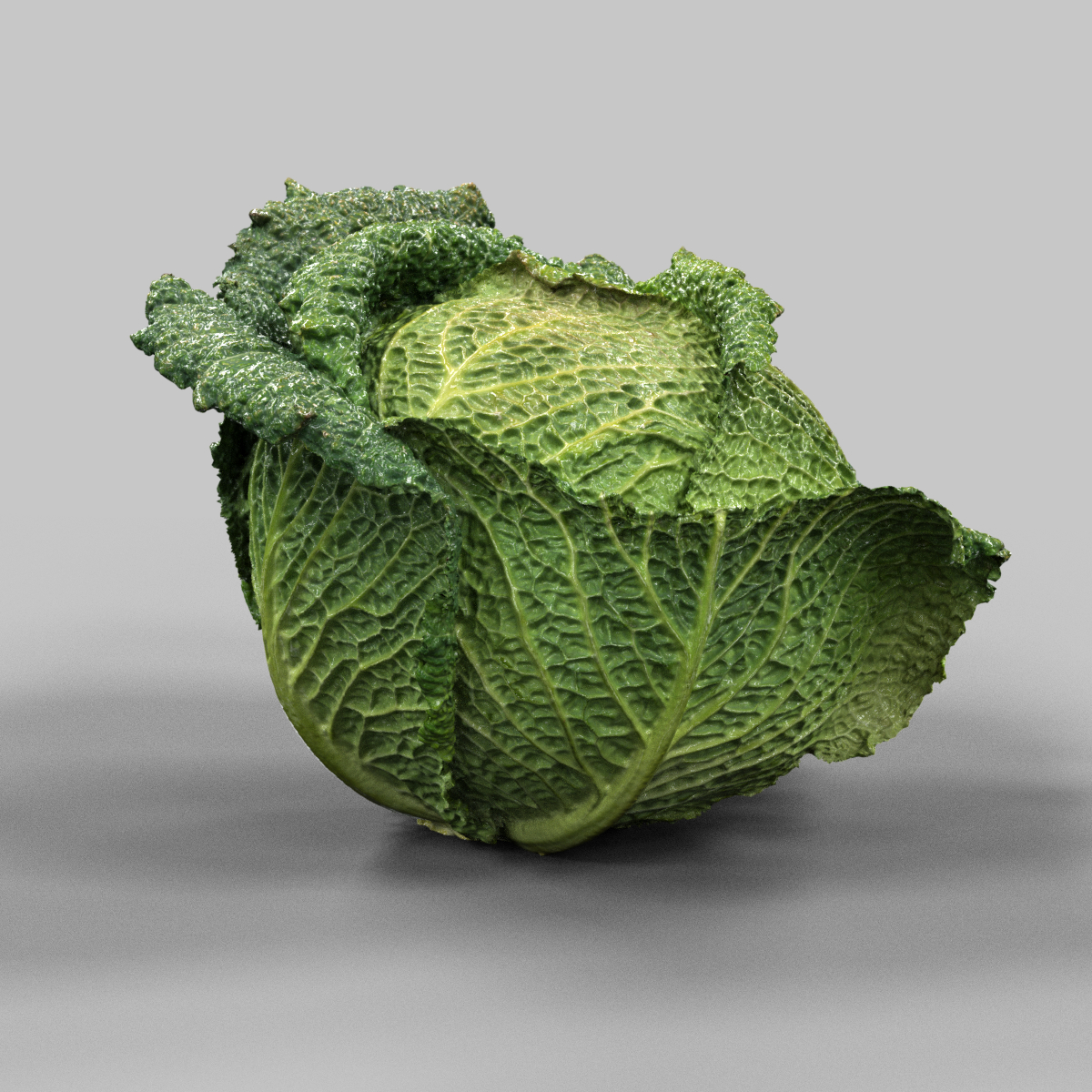 3d model savoy cabbage
