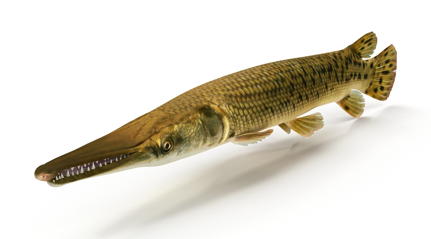 3d aligator gar